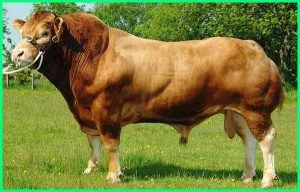 Mengenal Karakteristik Sapi Limosin - tanilogic Mengenal Karakteristik ...